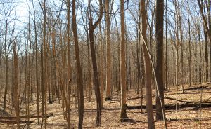 Home - Limestone Post Magazine - Limestone Post Magazine in Bloomington ...